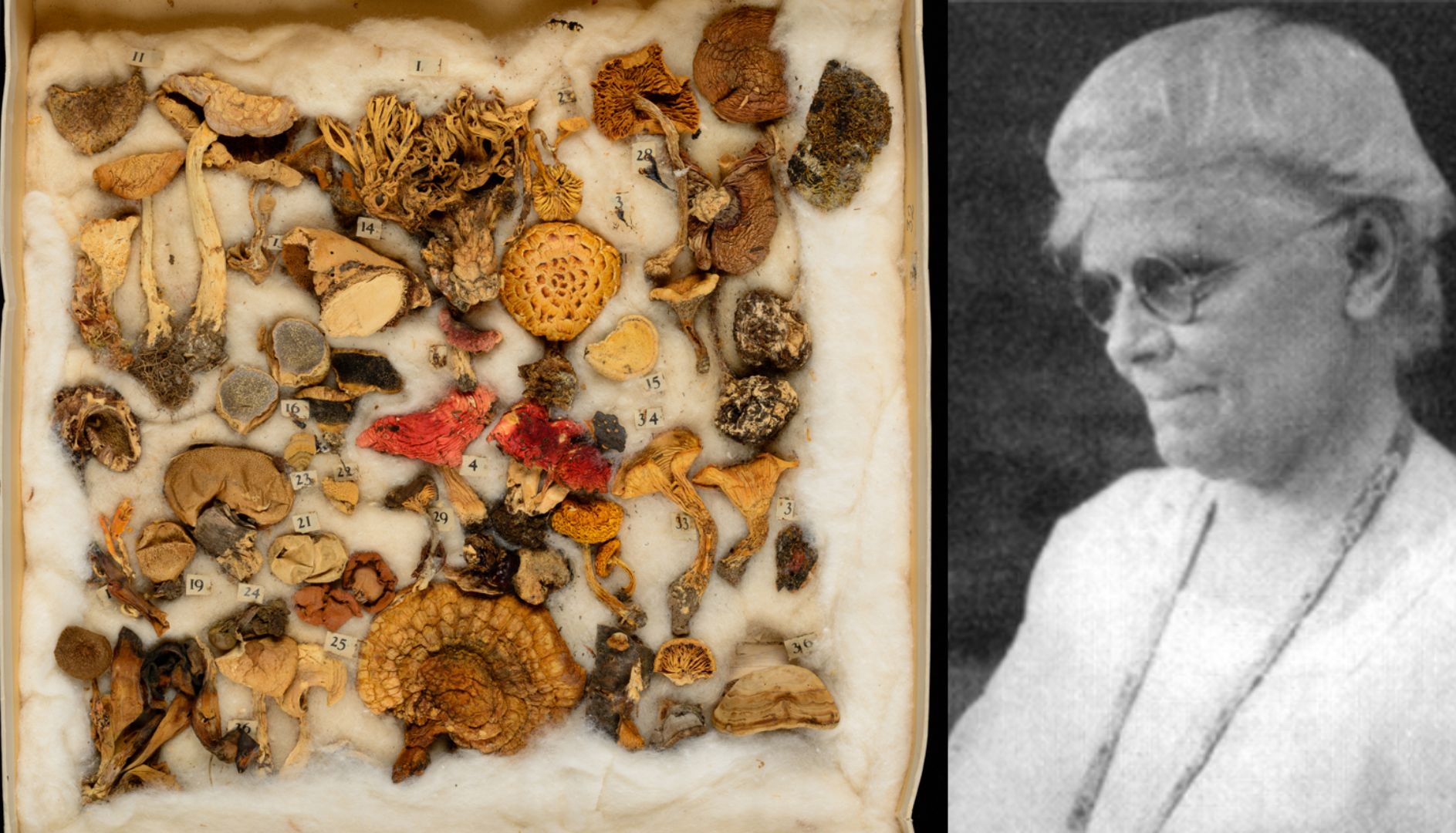 Elizabeth Eaton Morse (1864-1955), una curiosa micóloga - Mujeres con ...